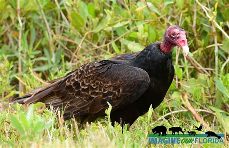 Turkey Buzzard Imagine Our Florida Inc