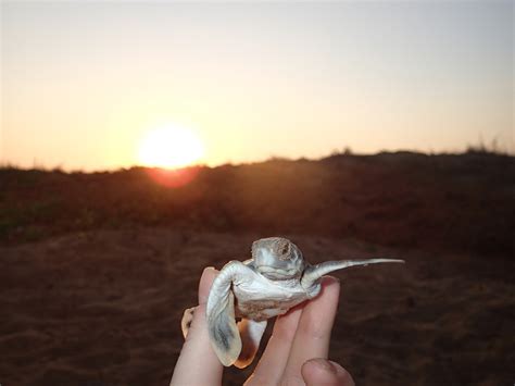 Studying The Flatback Turtles Of Bare Sand Island 2019 Biodiversity