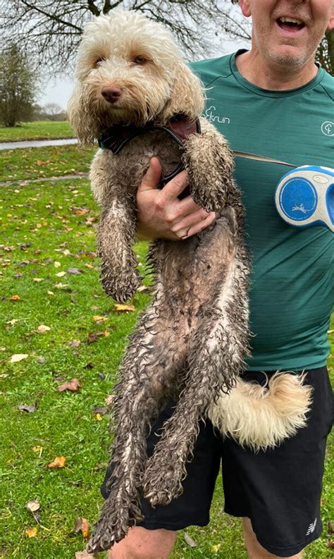 Is Having A Dog A Hassle Mum Of Three World