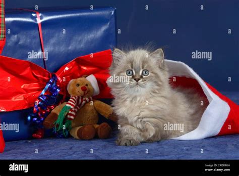 British Longhair Cat Kitten Highlander Lowlander Britanica Blh