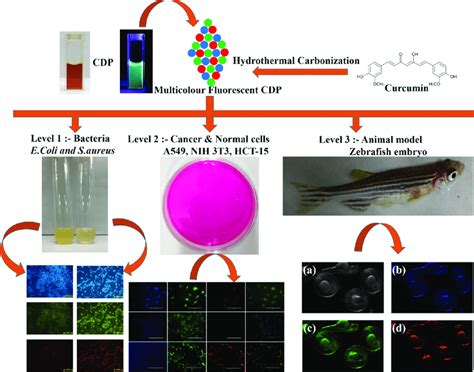Schematic Diagram Of Multilevel Labeling Potential Of Synthesized Cdp Download Scientific