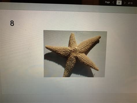 Solved 263 Invertebrate Macrofossils And Classification Of