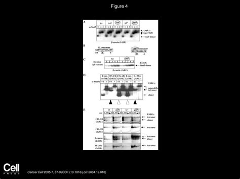 stat5 tetramer formation is associated with leukemogenesis ppt download