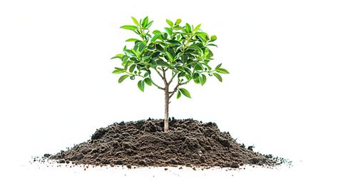 Tree Small Sapling Isolated On White Background Agriculture