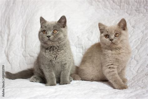 Blue British Shorthair