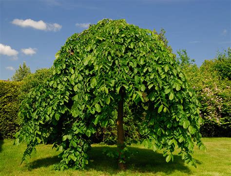 20 Best Types Of Weeping Tree Choices For Your Garden