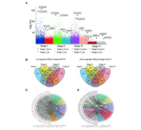Differential Expression Gene Analysis And Functional Enrichment