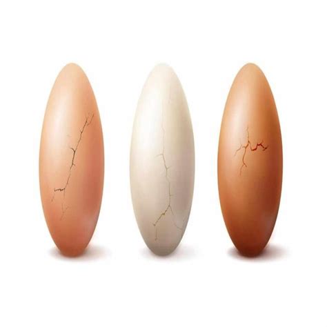 Chick And Egg Detection Object Detection Dataset And Pre Trained Model