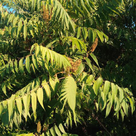 Sumak Octowiec Ekspansywne Drzewo O Atrakcyjnym Wyglądzie Mieszkanioweporadnikipl