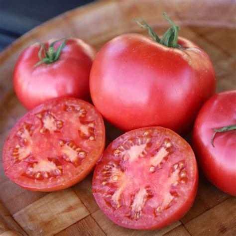 Tomato Rubee Dawn F1 Seed Standard 1 000 Seeds Treated Artofit