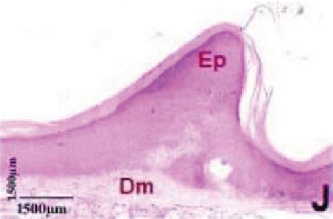 test rat hard palate histology after orabase ointment application
