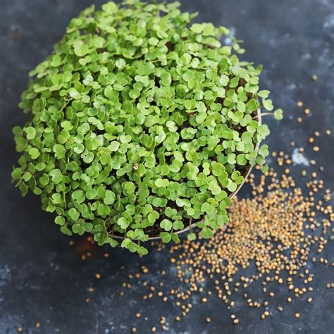 Microgreens & Zubehör kaufen » 100% Bio-Qualität