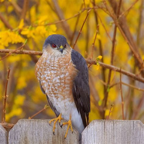 Sharp Shinned Hawk In Longmont Backyard