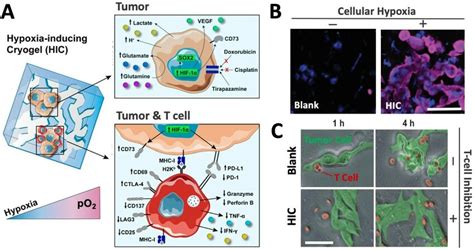 Hics Recreate A Hypoxic Tumor Microenvironment And Can Be Leveraged As