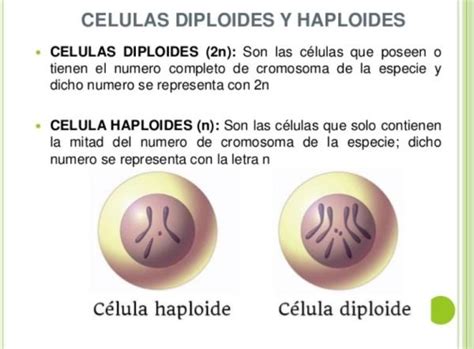 Perbedaan Antara Haploid Dan Diploid