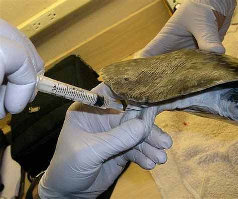 Venipuncture In Reptiles Vetlexicon