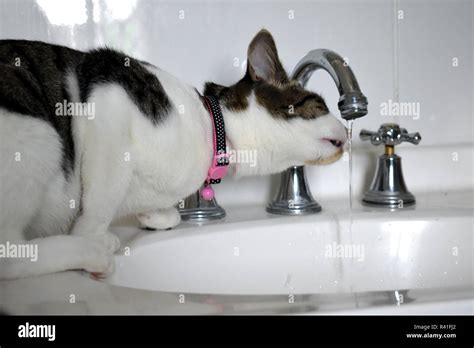 Domestic Tabby Cat Stock Photo Alamy