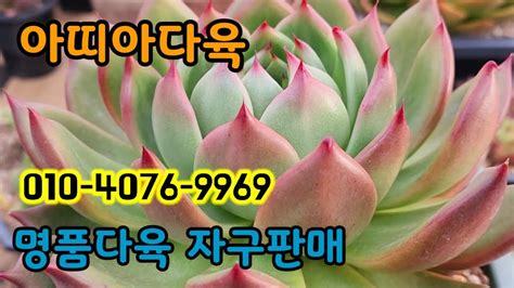 아띠아다육💘명품다육 자구판매다육재테크주식같은다육 多肉植物 Succulents 다육이 다육판매 명품다육판매