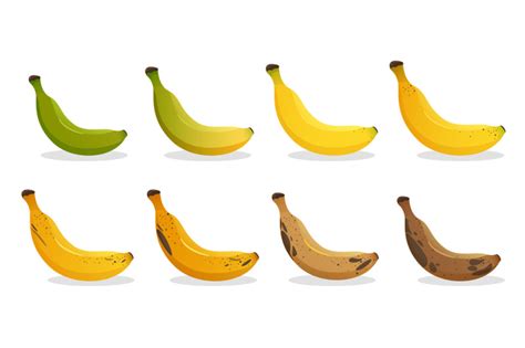 Banana Ripeness Stages Different Organic Fruit Peel Color From Green