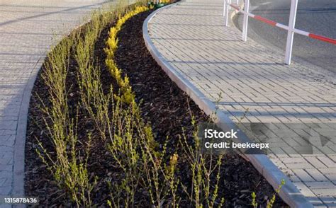 거리에 새로 심은 나무와 화단 녹색 플라스틱 원 물 탱크 트렁크에 직접 손실없이 물을 양수할 수 있습니다 껍질을 뿌리는 것은