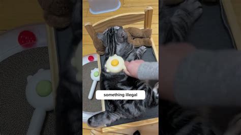 Why Has This Cat Brush Been Banned Everywhere