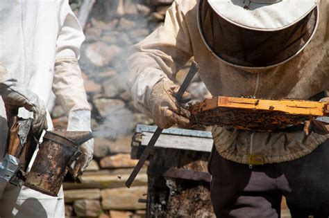 꿀벌과 함께 일하는 양봉가 상자에 꿀을 모으는 양봉가 흡연자 양봉복 다양한 양봉 도구 벌통도 볼 수 있습니다 2명에 대한 스톡 사진 및 기타 이미지 Istock
