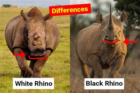 Difference Between Black And White Rhino