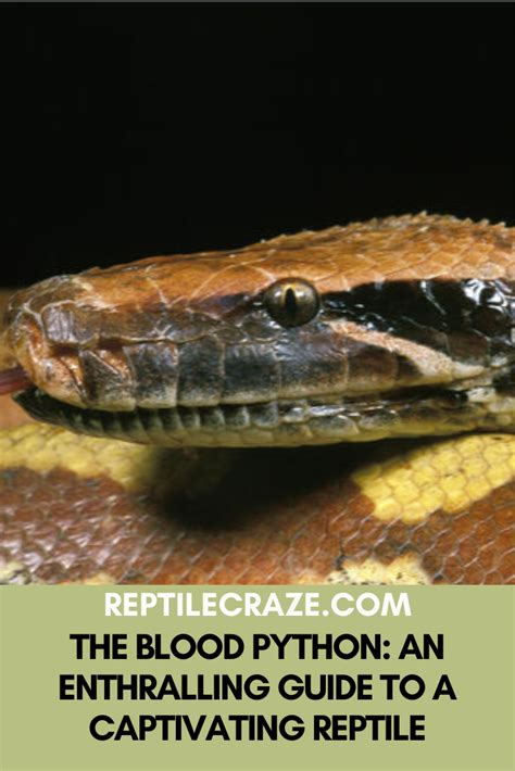 The Blood Python An Enthralling Guide To A Captivating Reptile