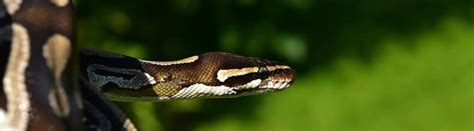 13 Slithering Python Facts About The Large Snakes