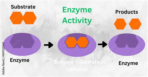 Enzyme Activity Diagram Enzymes And The Active Site And Substrate Activity Metabolism And