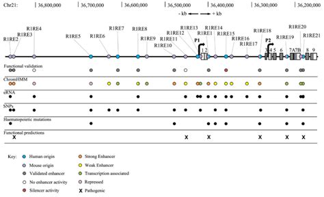Schematic Overview Of Human RUNX1 Locus And Annotations Chromosome 21 Download Scientific