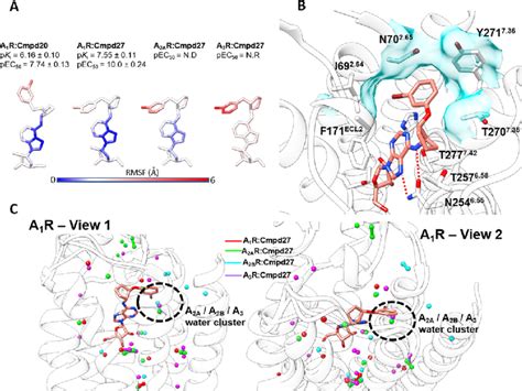 Molecular Dynamics Docking Of 20 And 27 A Atomic Root Mean Square