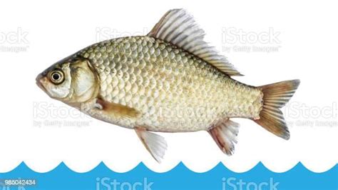 Photo Libre De Droit De Carassin Poisson Saute Hors De Leau Isolé Fond