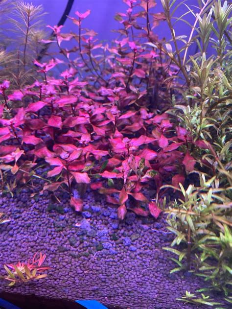Algae Identification R Aquascape