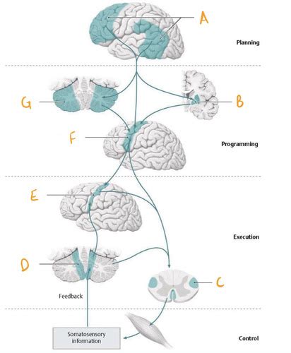 Neuroanatomy Insular Cortex Diagrams Image