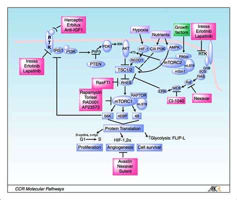 Integration Of The Mtor Pathway Into The Mitogenic Signaling Network