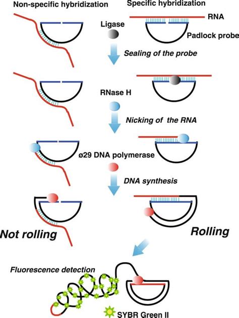 Rolling Circle Amplification Rca 등온 증폭 기술 원리와 특징 인포플레이스