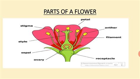 kps k std v science ch 4 pollination video 1 youtube