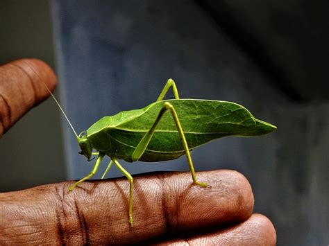 Grasshopper Dragonfly Beetle Free Photo On Pixabay Pixabay