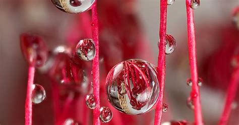 25 Amazing Macro Shots Album On Imgur