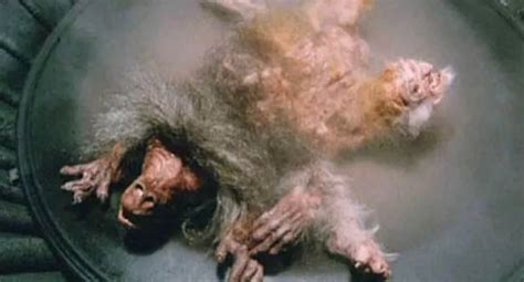 Brutal Monkey Cat Deleted Scene From The Fly Too Horrific For