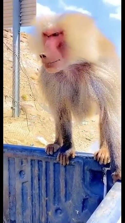 قرود البابونshorts Youtube