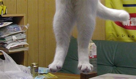 Addio Al Longcat La Gatta Nobiko Ci Lascia A 18 Anni