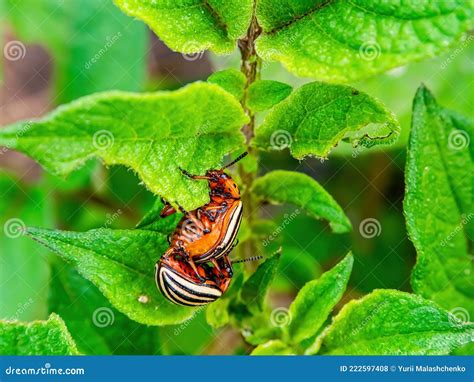 Mating Colorado Potato Beetles On A Potato Leaf Oviposition Of Potato Pests Yellow Beetle Eggs
