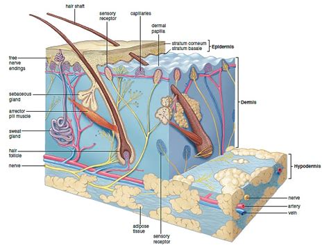 Structure Of Hypodermis