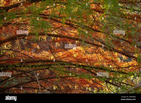 Autumn Tree Leaves Texture Background Leaf Background Texture Stock