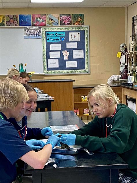 Biology Class Dissection At Linda Redmon Blog