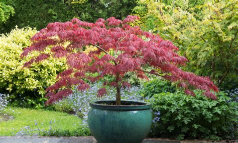 Trees Under 10 Feet Tall Ultimate List All Low Maintenance Options The Garden Hows