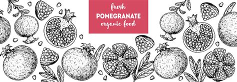 석류 과일 손으로 그린 디자인 벡터 그림입니다 디자인 패키지 브로셔 그림 석류 프레임 그림입니다 포장 디자인 및 기타를위한 디자인 요소 0명에 대한 스톡 벡터 아트 및 기타