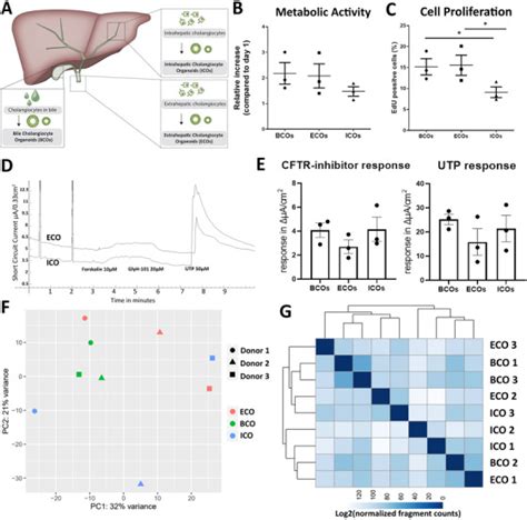 Cholangiocyte Organoids From Human Bile Retain A Local Phenotype And